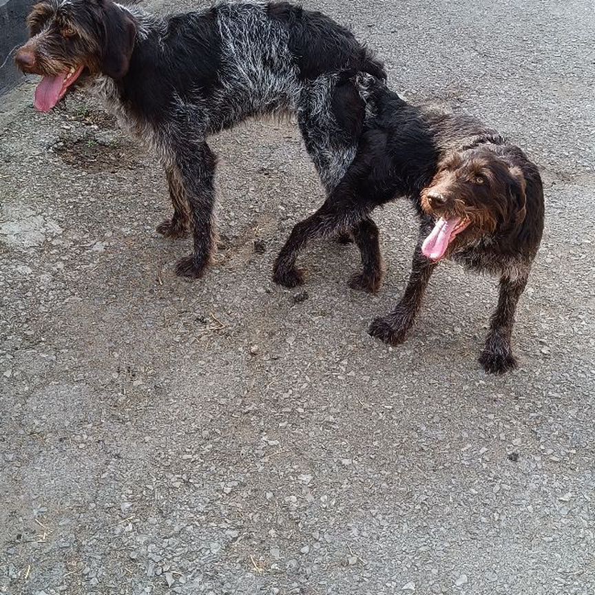 Щенки дратхара