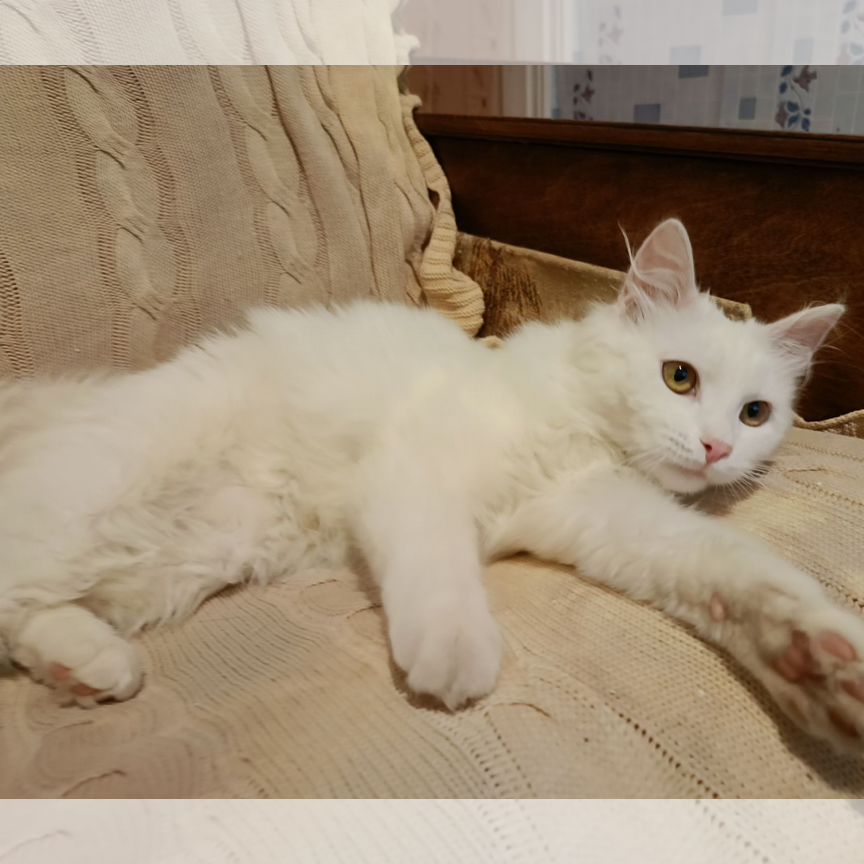 Турецкая ангора котёнок