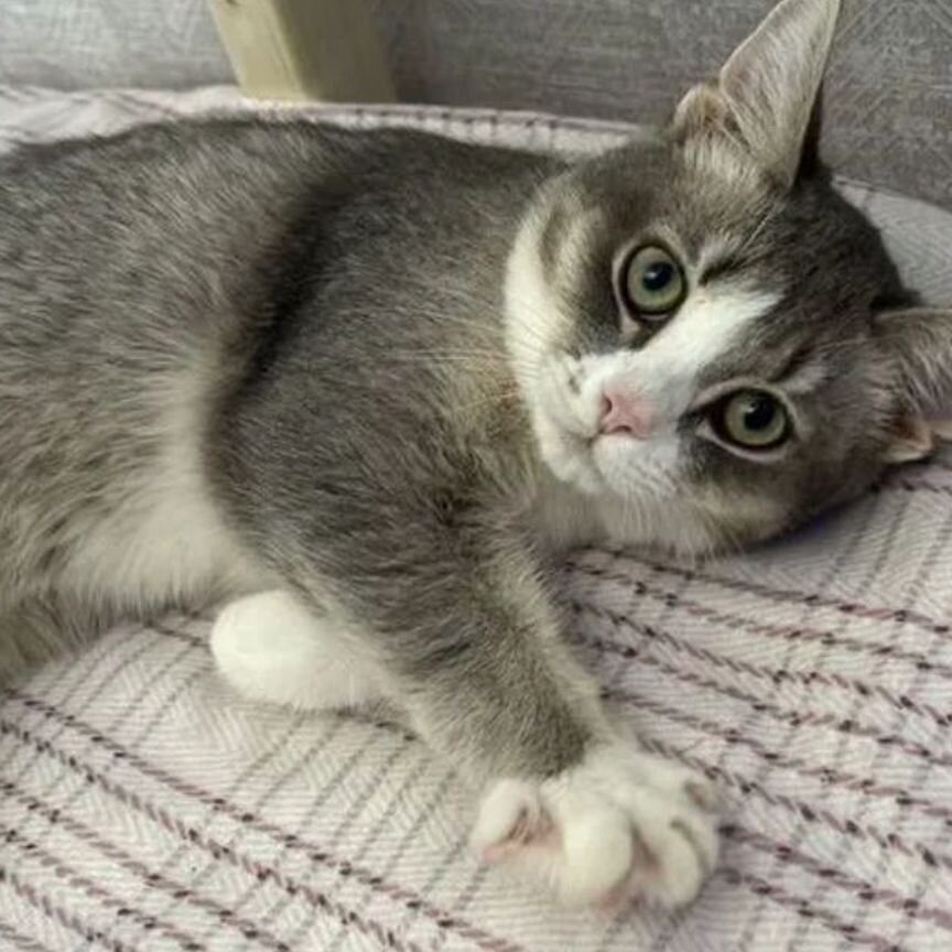 Отдам бесплатно кота
