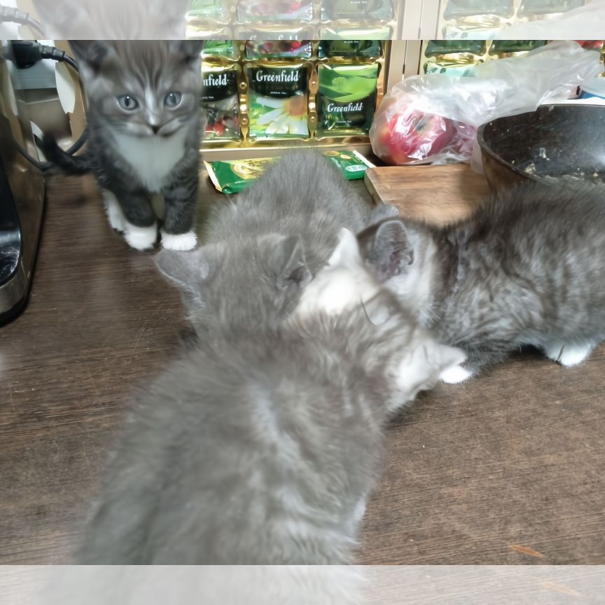 Котёнок в добрые руки