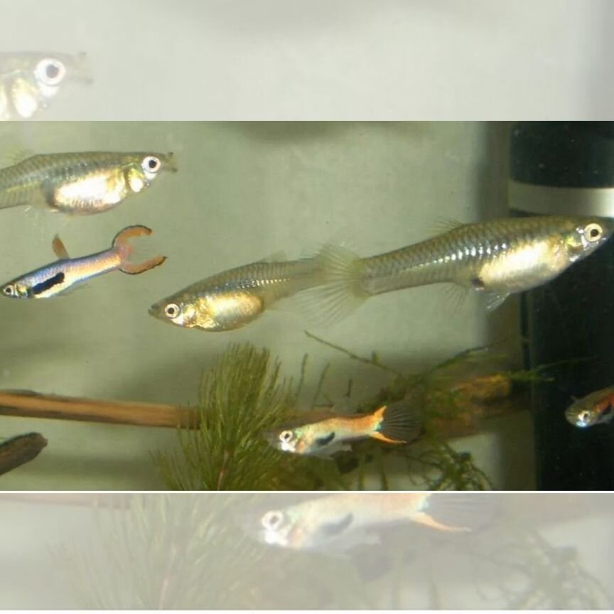 Аквариумные рыбки гуппи