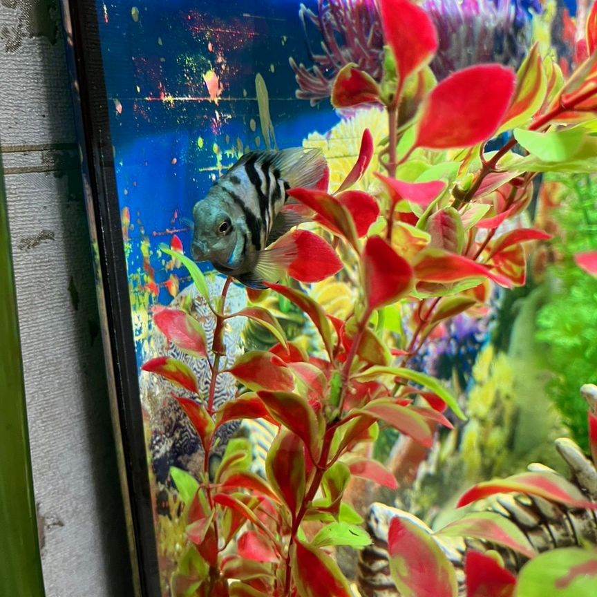 Отдам самку сапфиового попугая