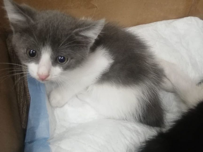 Отдаем в хорошие руки