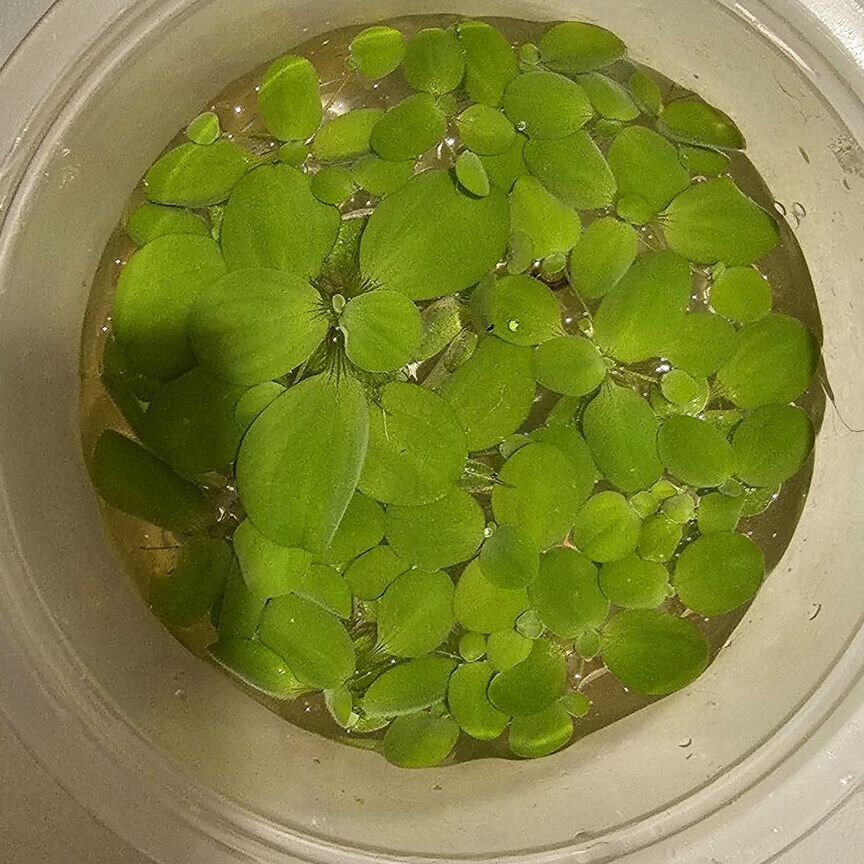 Пистия бесплатно