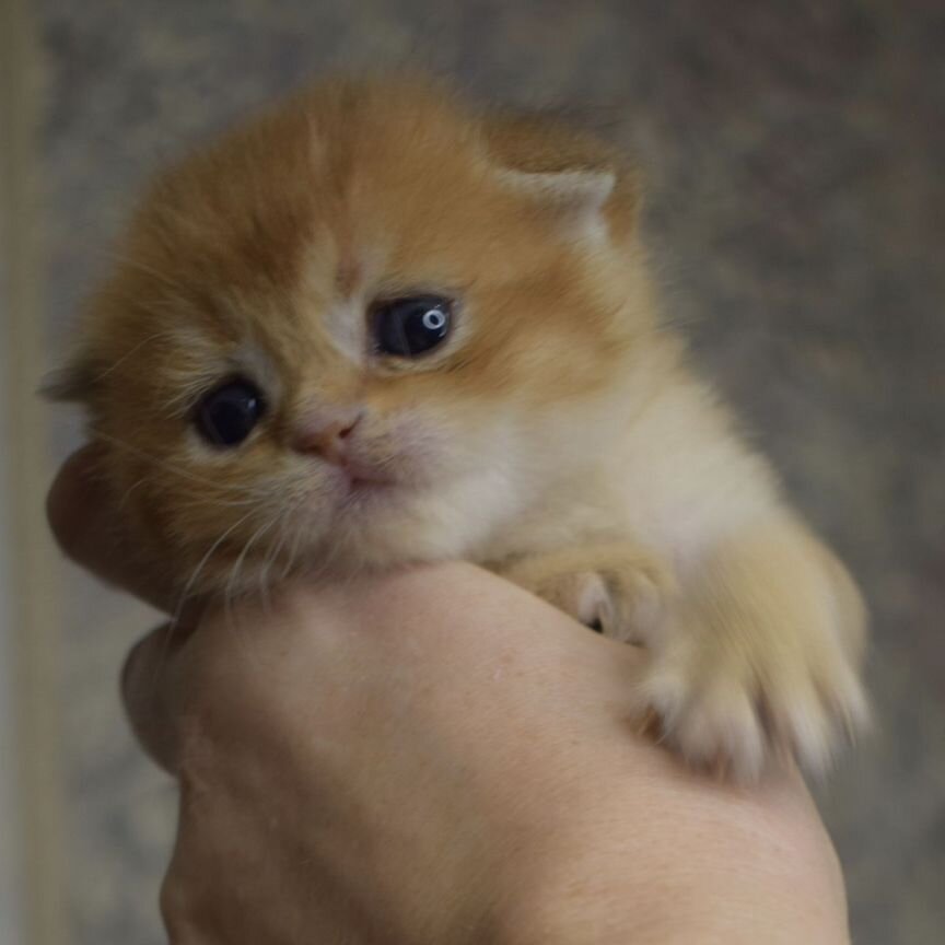 Шотландские котята