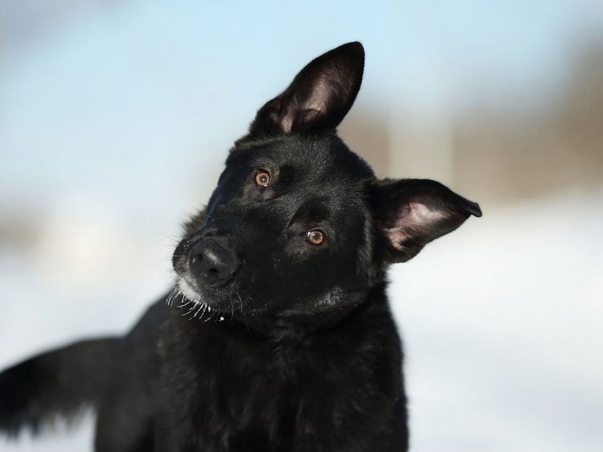 Клайд, щенок из приюта, ищет дом