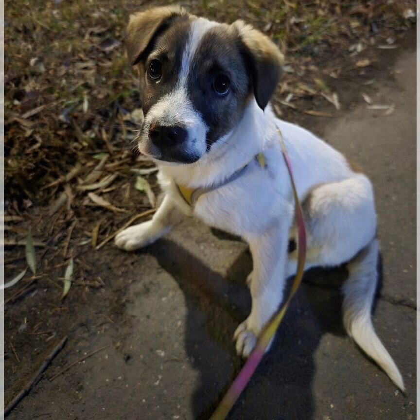 Щенок в добрые руки