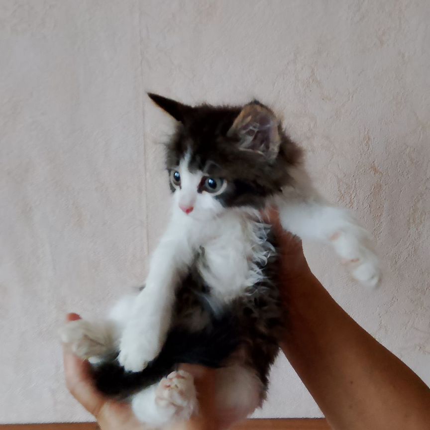 Котики пушистики