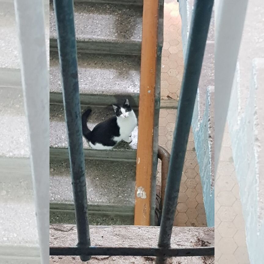 Котенка подростока подкинули в подьезд