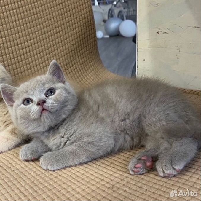 Шотландские котята, лиловые плюшевые