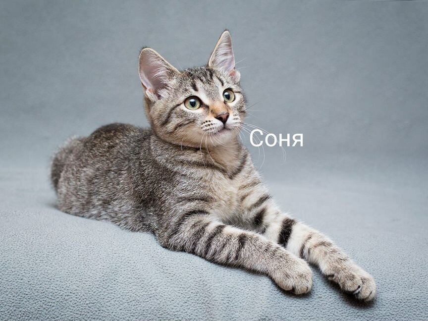 Котята девочки в дар