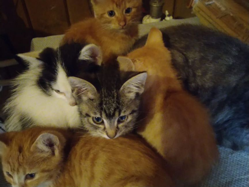 Котята выживают