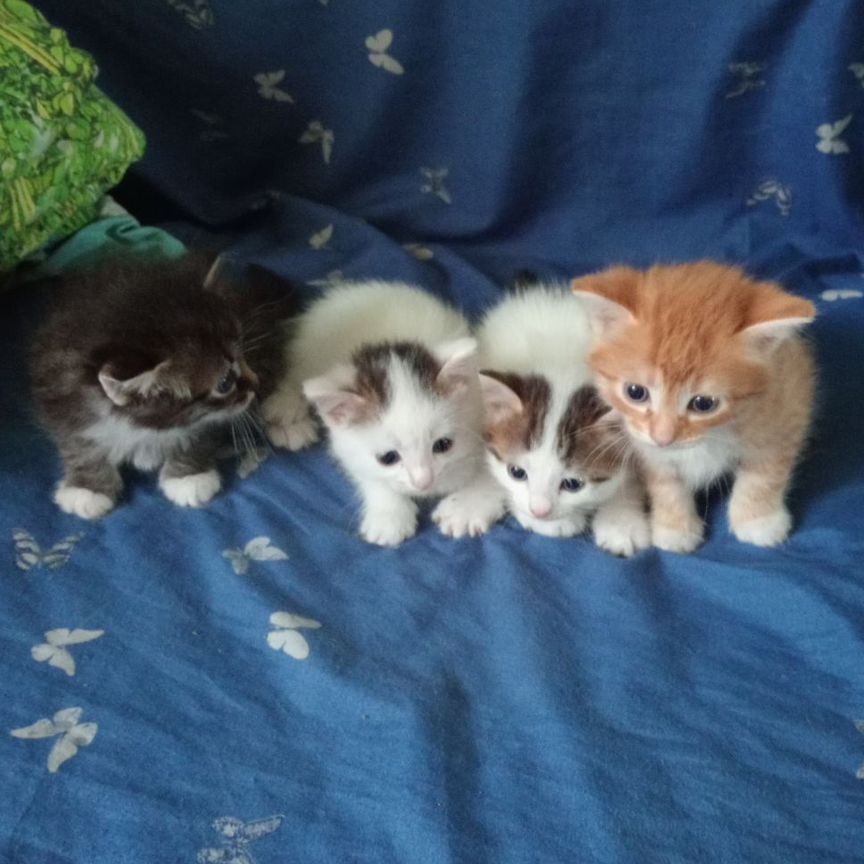 Коты