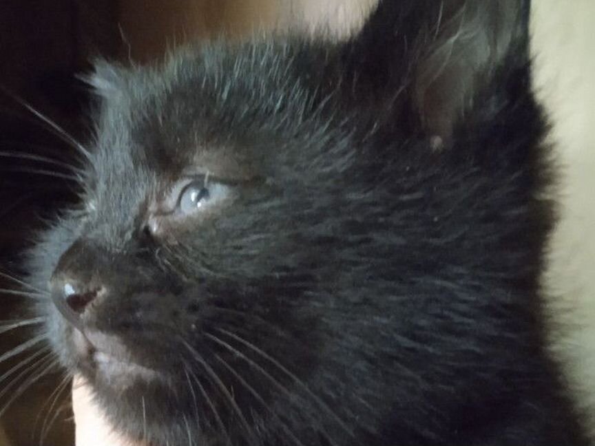 Крошка котенок ищет дом