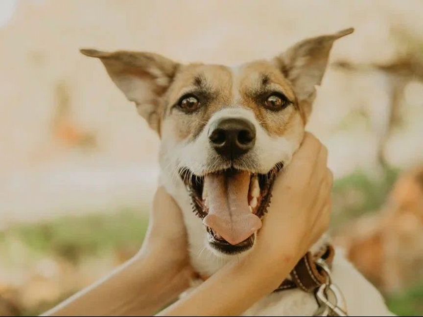 Микки из приюта Поводог в Сочи Отправка в любой го