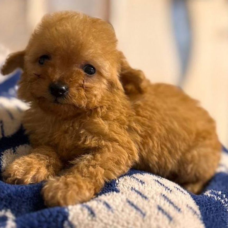 Той-пудель, щенок