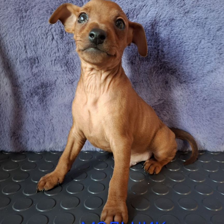 Цвергпинчер, щенок