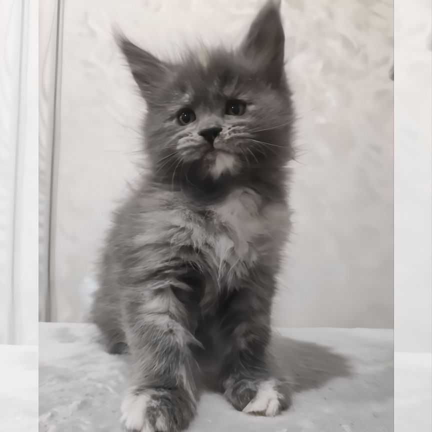Мейн-кун котёнок