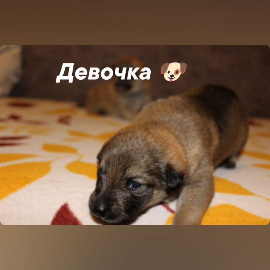 Щенка в Самару отвезти нужно