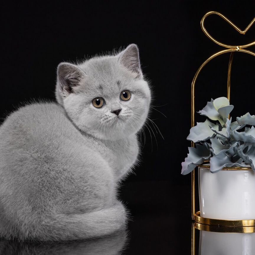 Британская короткошерстная