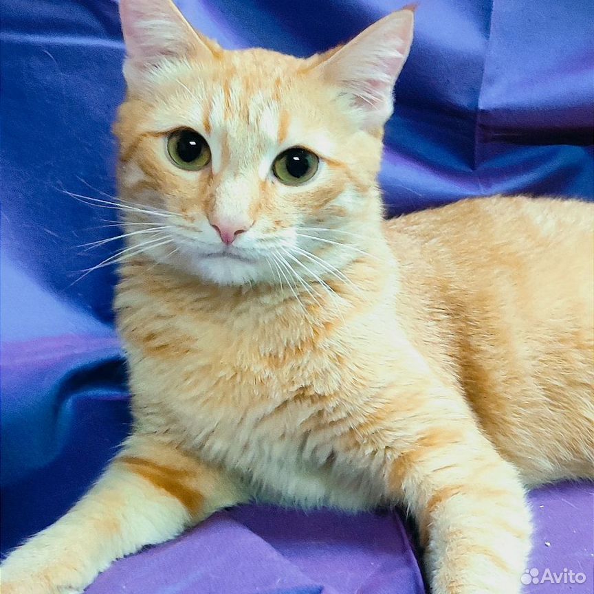 Кот Серафим