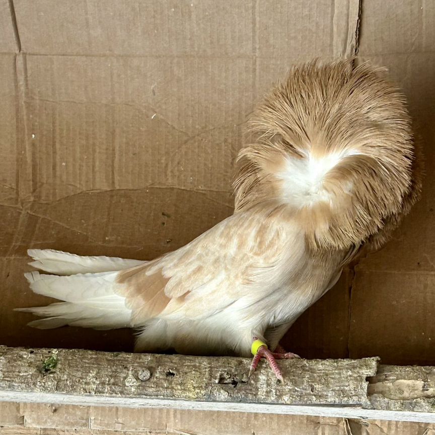 Голуби якобины