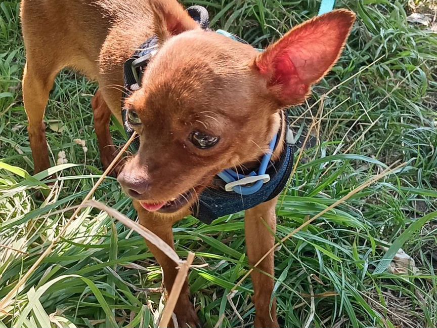 Той-терьер вязка