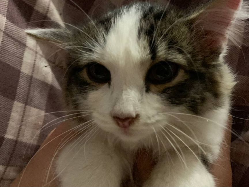 Кошка в дар