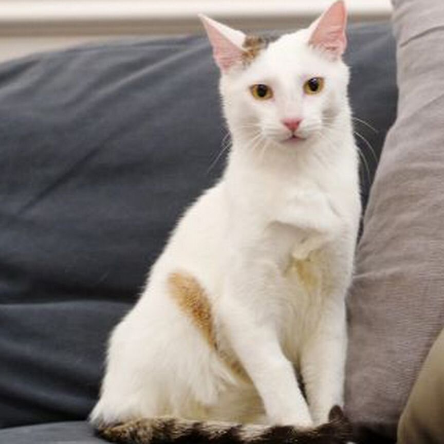 Молодой котик ищет дом