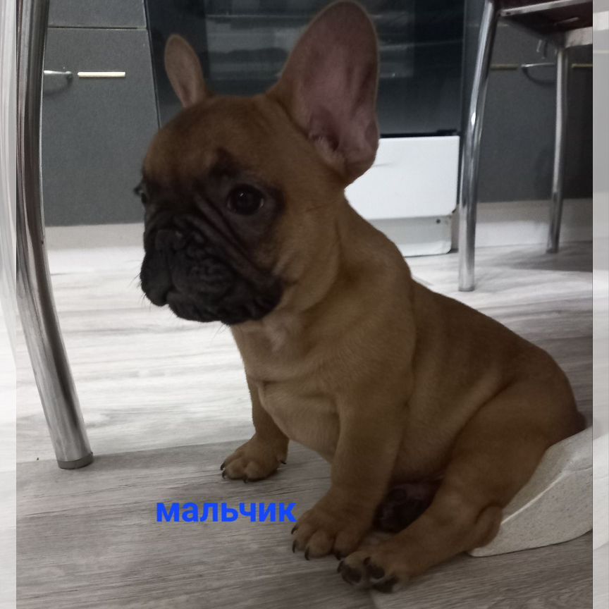 Французкий бульдог щенки
