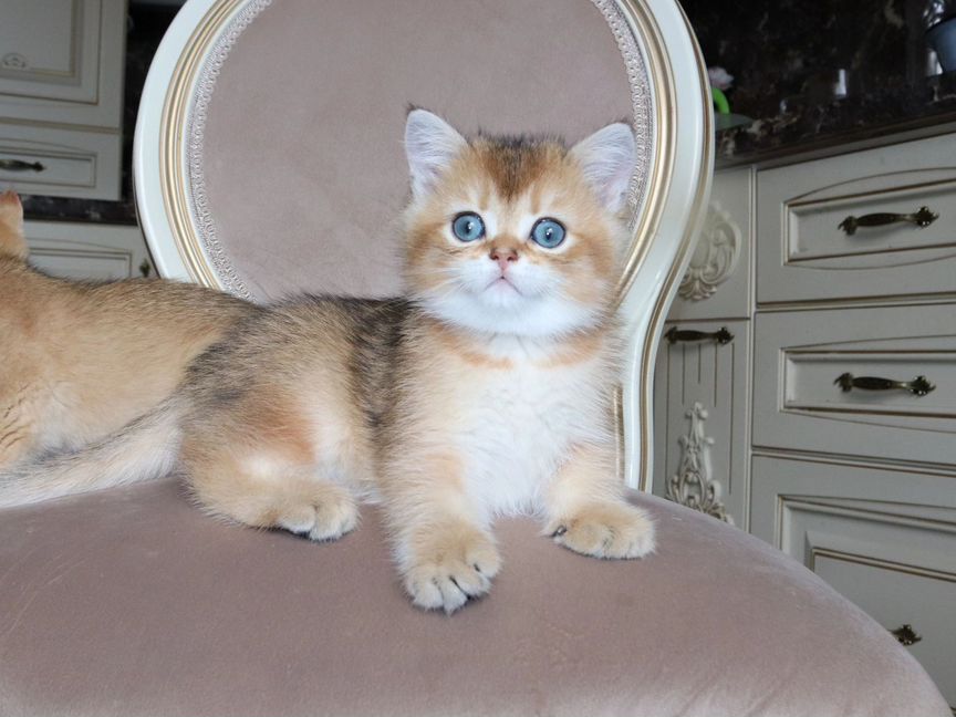 Золотые шотландские котята, шиншиллы, тикированные