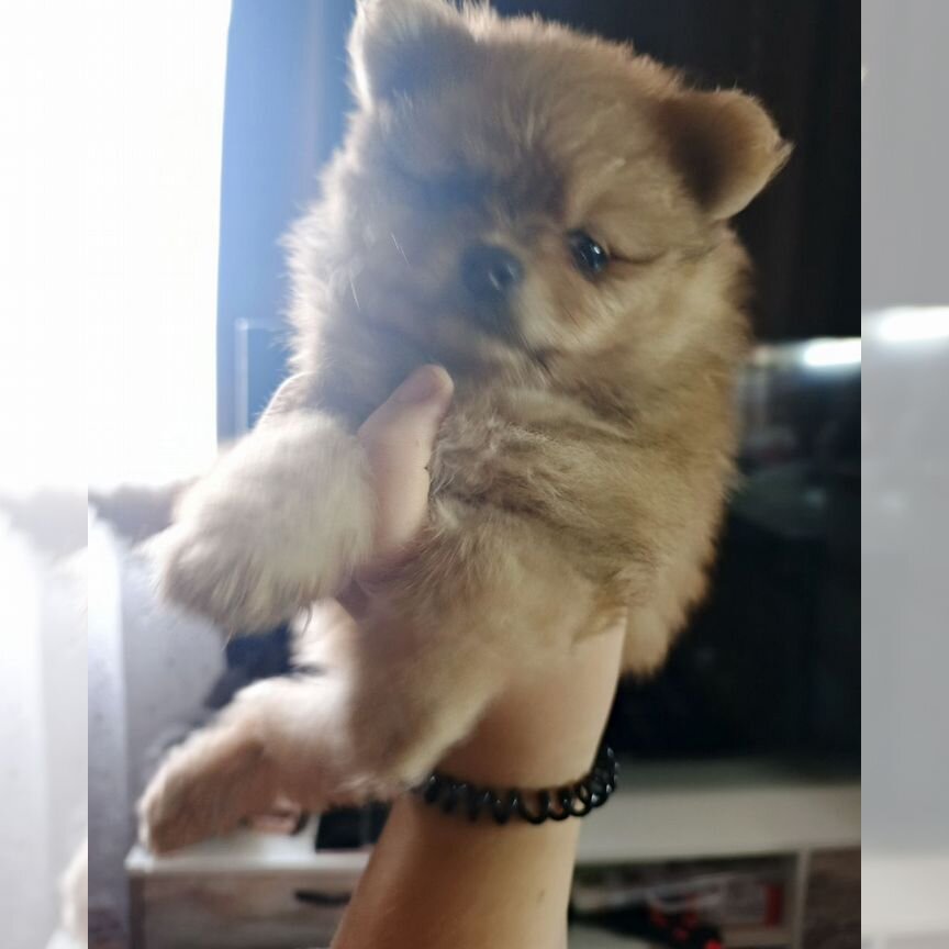 Померанский шпиц