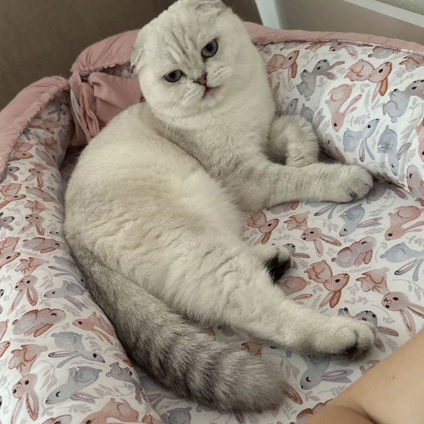 Ищу кота для вязки