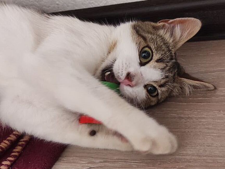 Кот Лосось ищет домик