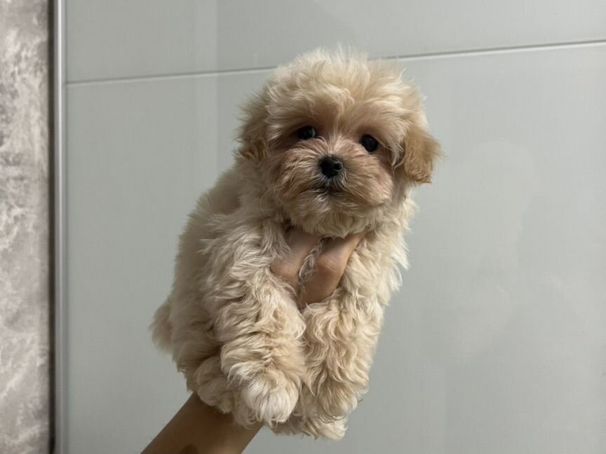 Мальтипу ф1 мини мальчик бежевый карамель