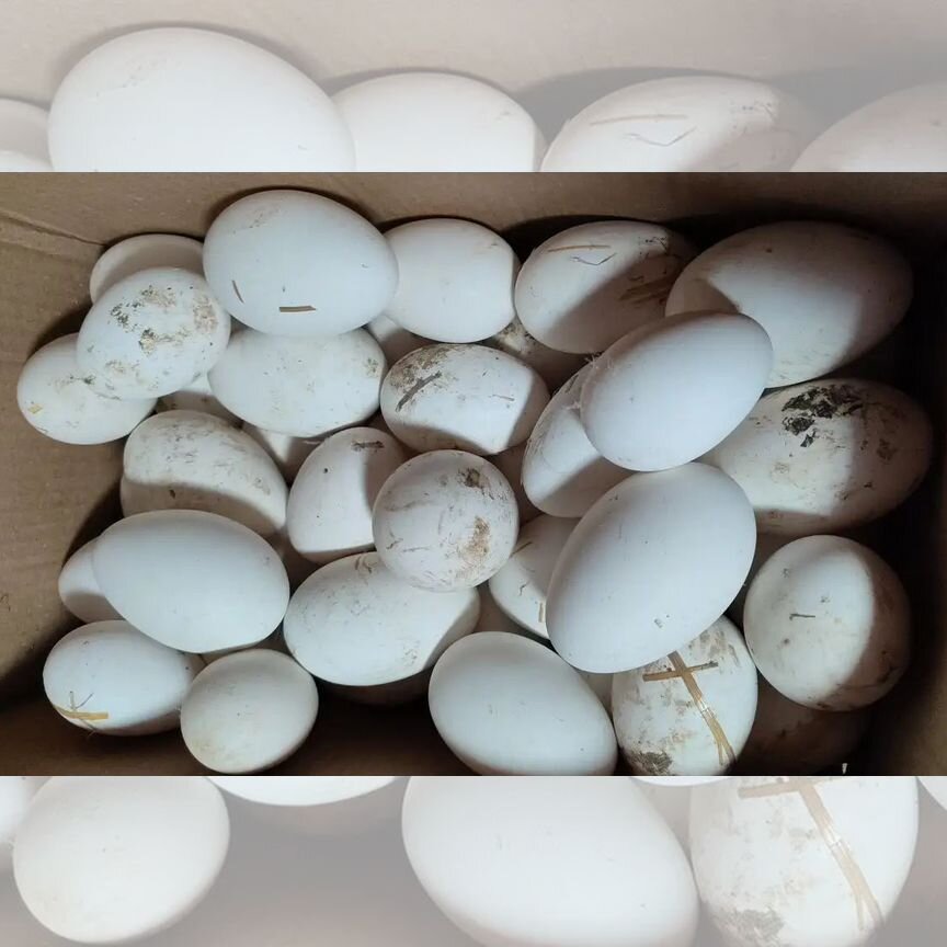 Яйцо гусинное едовое