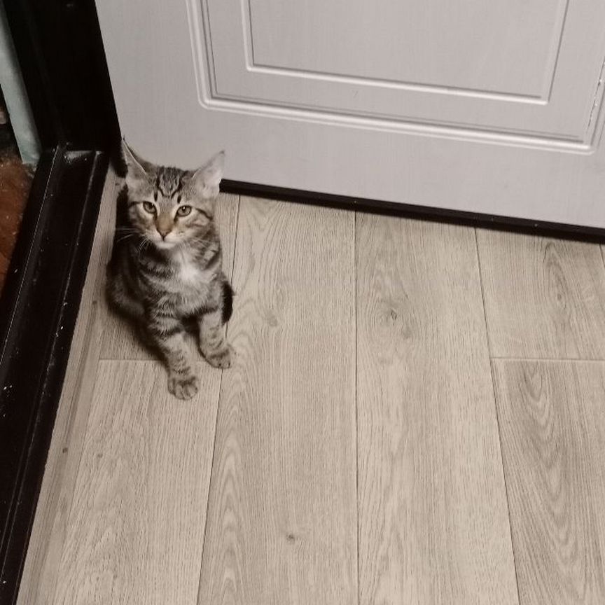 Котята дворяне