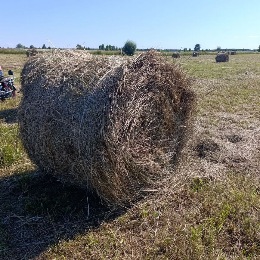 Сено в рулонах