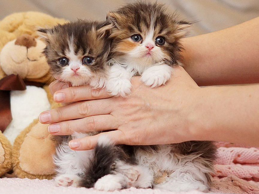 Шотландские котята, черепаховый окрас