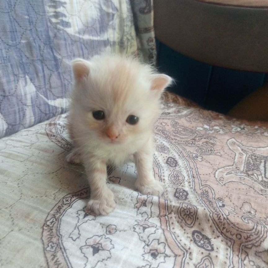 Отдам в добрые руки