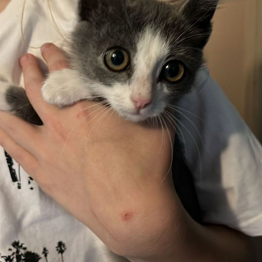 Кошечка в добрые руки