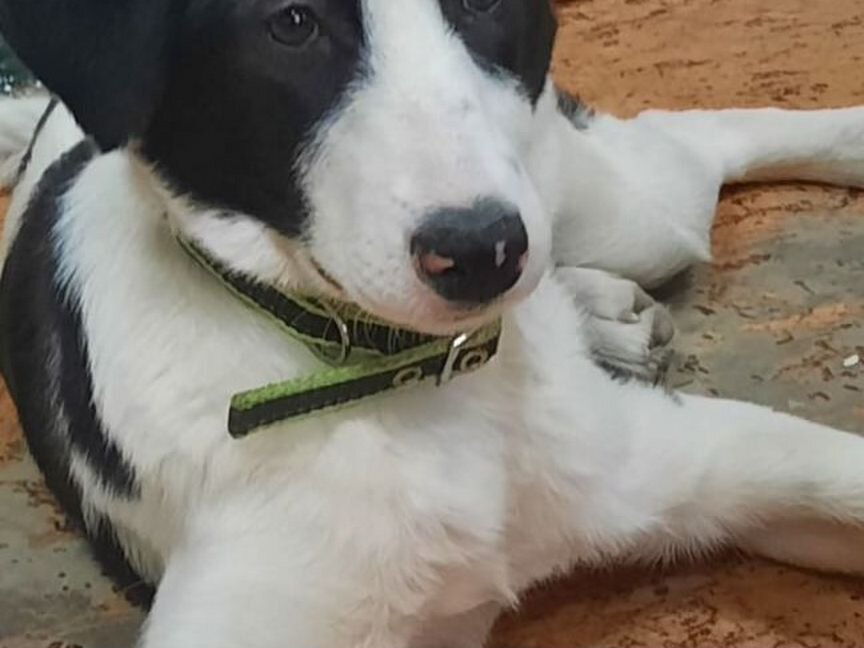 Собака в добрые руки щенок