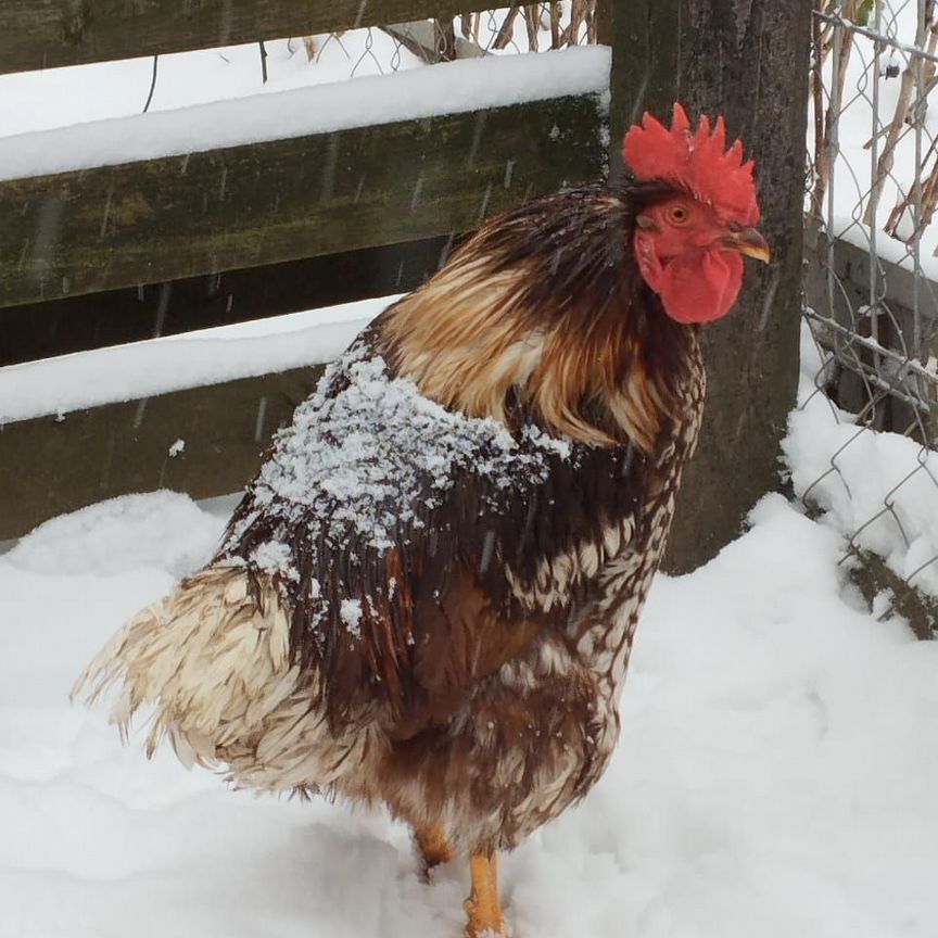 Молодые петухи