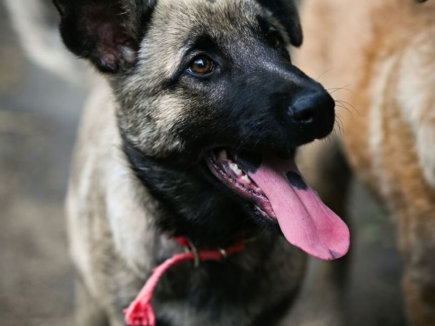 Щенок серый девочка