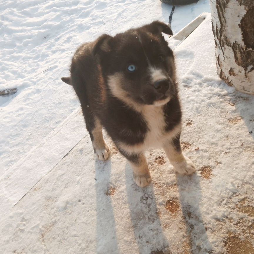 Щенок кобель бесплатно