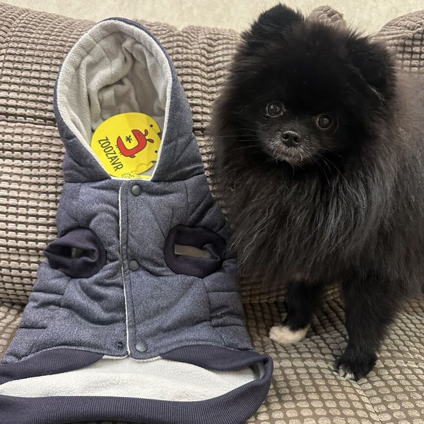 Одежда для собак мелких пород