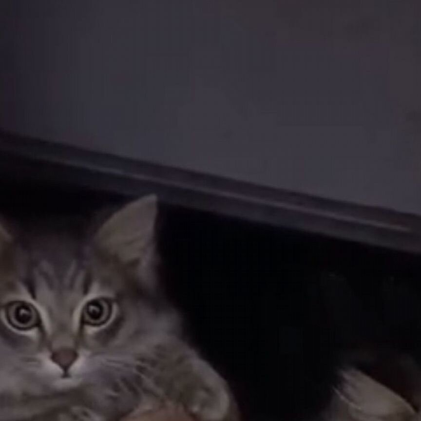 Котятки в добрые руки