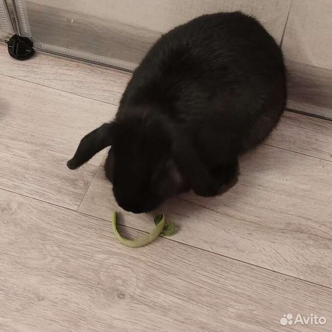 Продам декоративного кролика со всеми его вещами