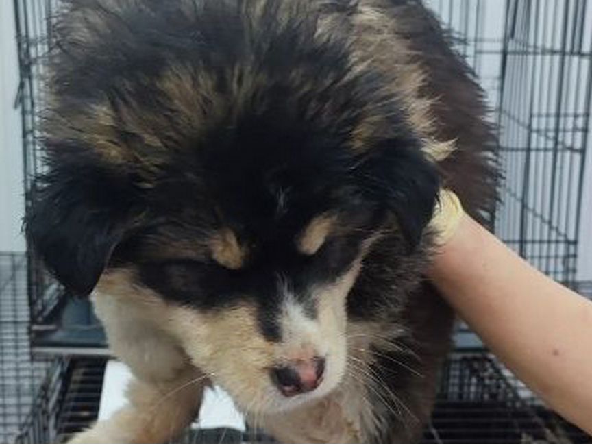 Щенки заски, маламута бесплатно