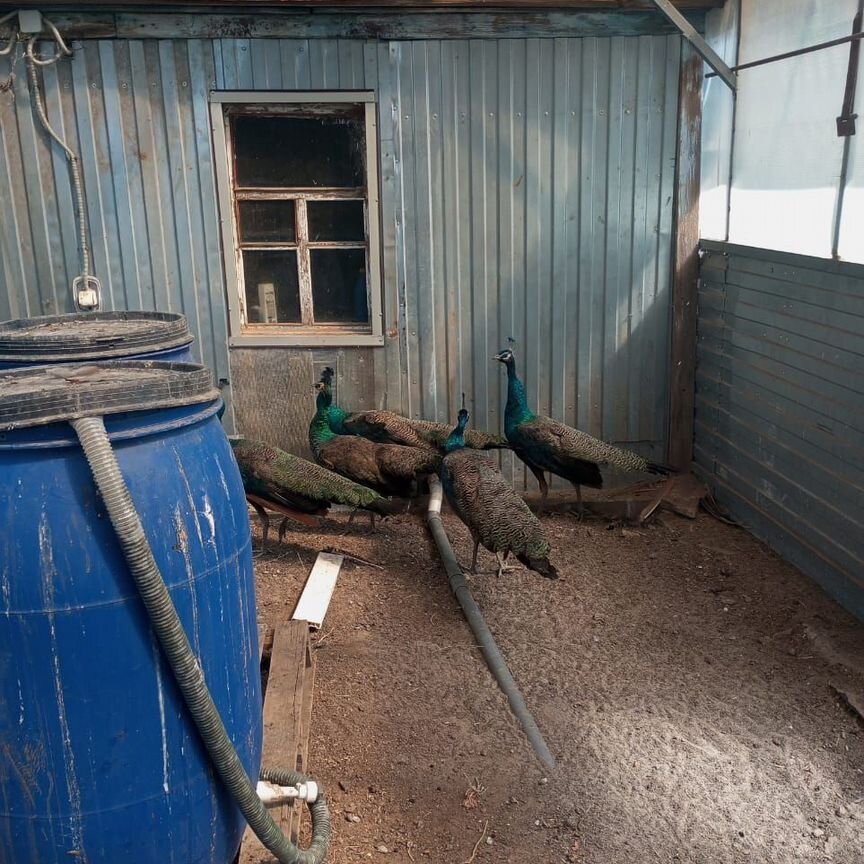 Павлины Яванские